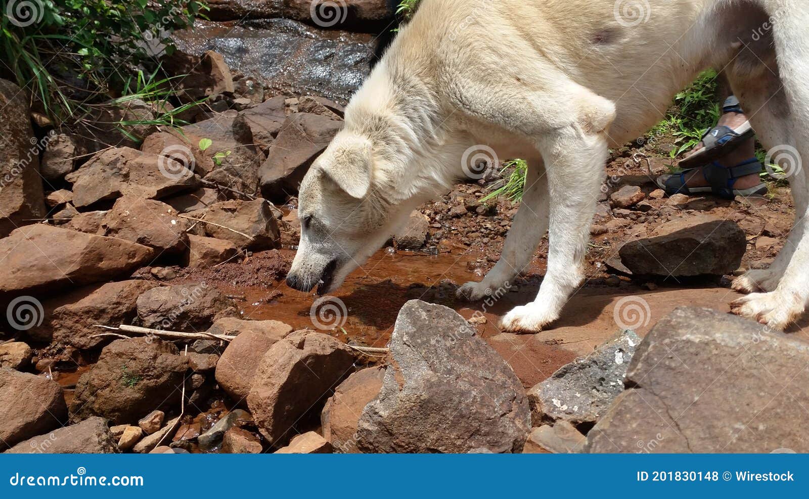 White Dog Smelling the Soil and Stones Stock Photo - Image of nose ...