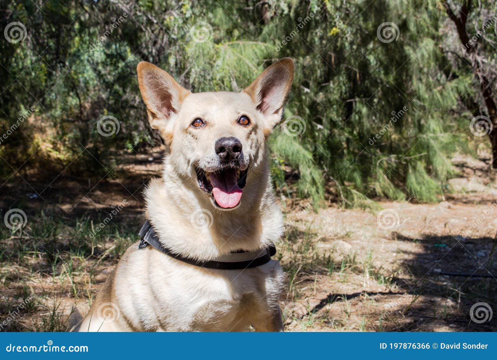 White dog smiling stock photo. Image of eyes, panorama - 197876366