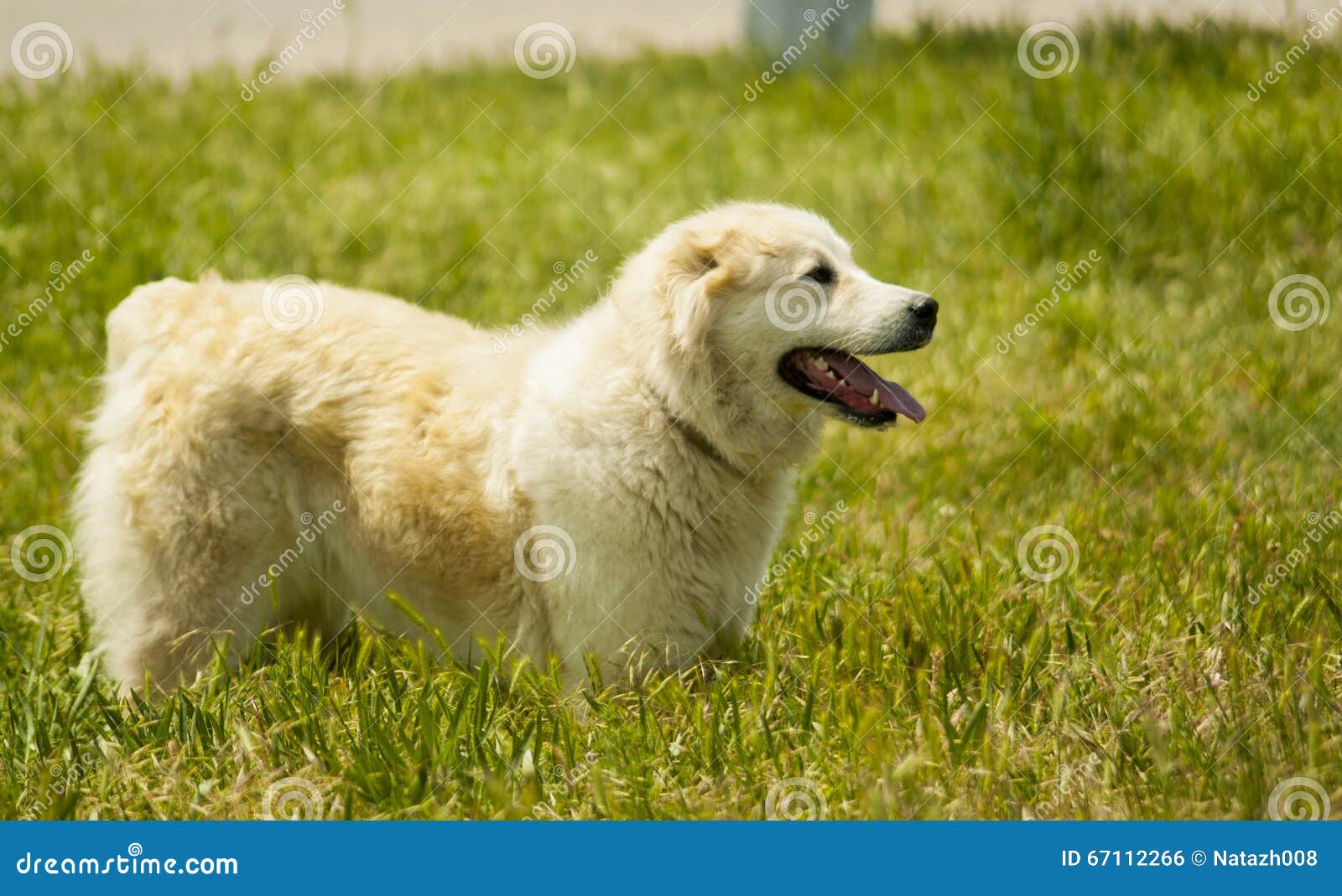 White Dog Standing on the Ihgh Green Grass Stock Photo - Image of small ...
