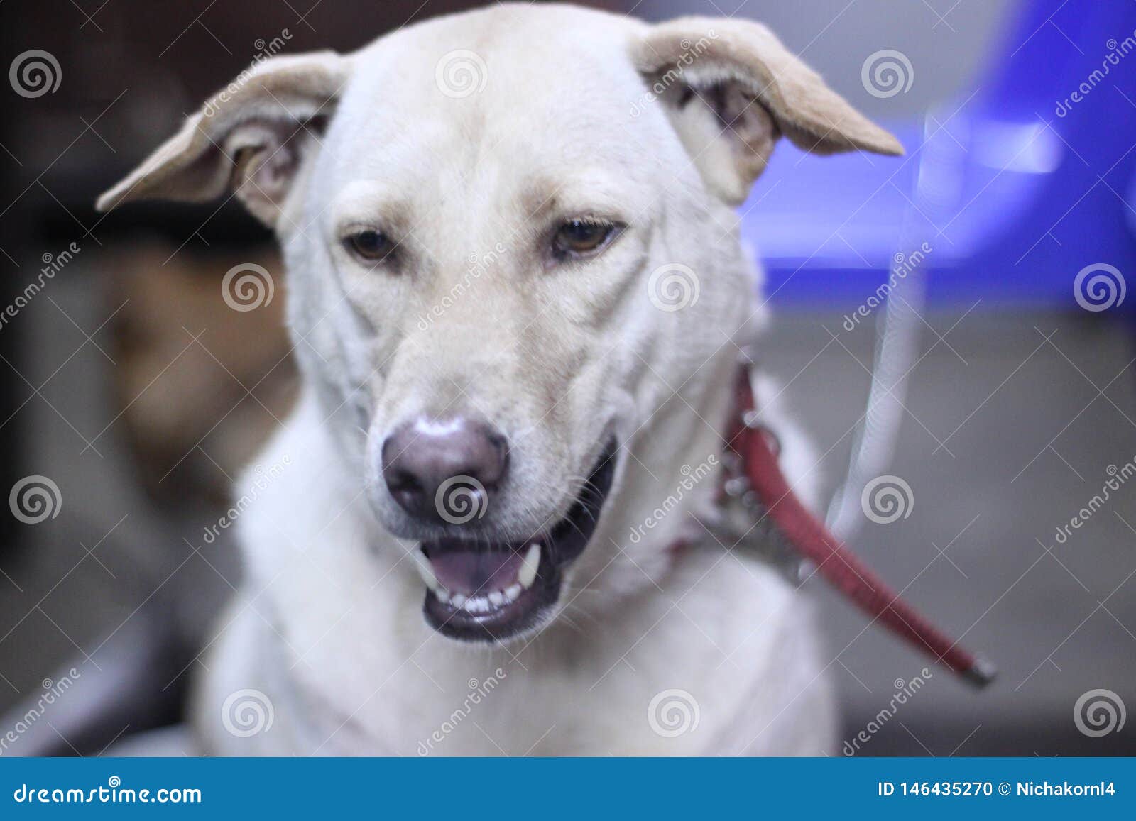 White dog Straight face stock photo. Image of bichon - 146435270