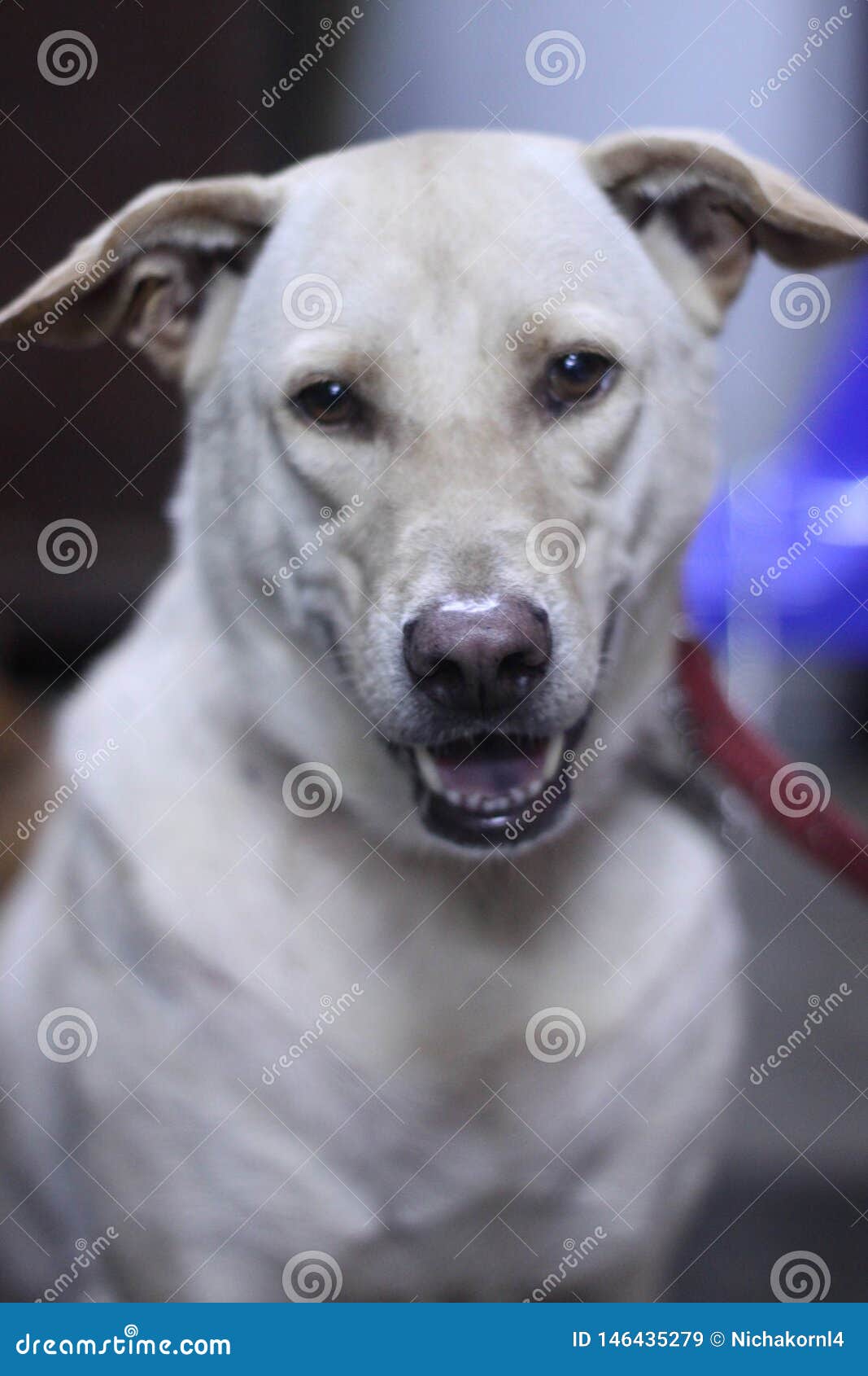 White dog Straight face stock image. Image of mini, baby - 146435279