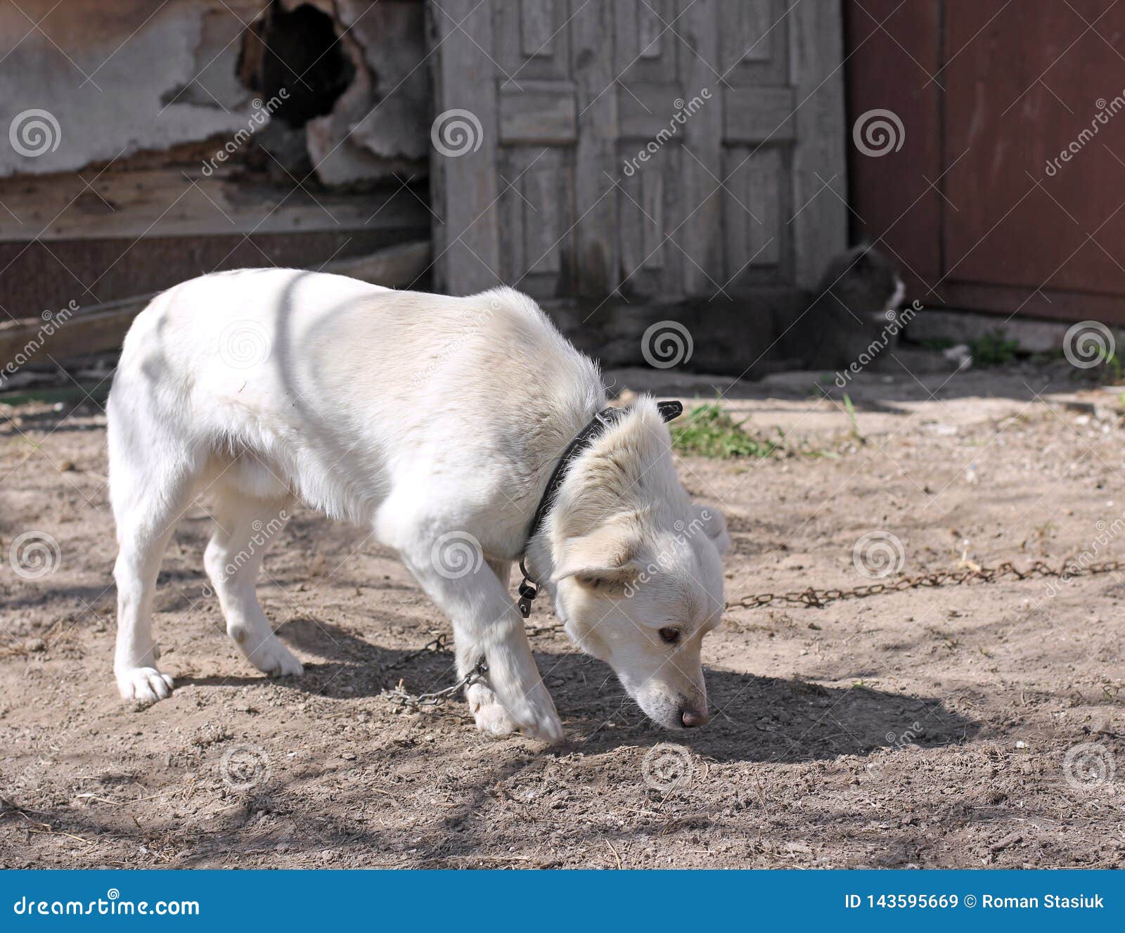 White dog on the street stock image. Image of animal - 143595669