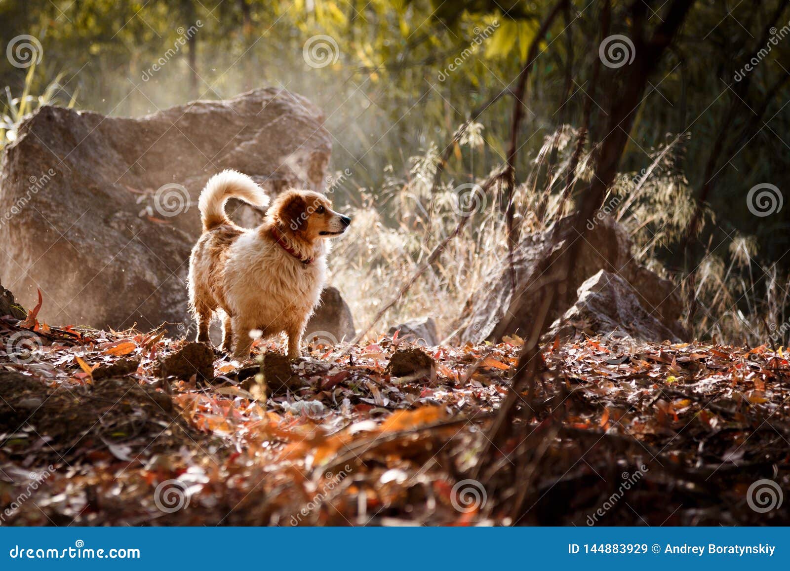 White Dog with Sunlight Rays Stock Image - Image of nature, mammal ...
