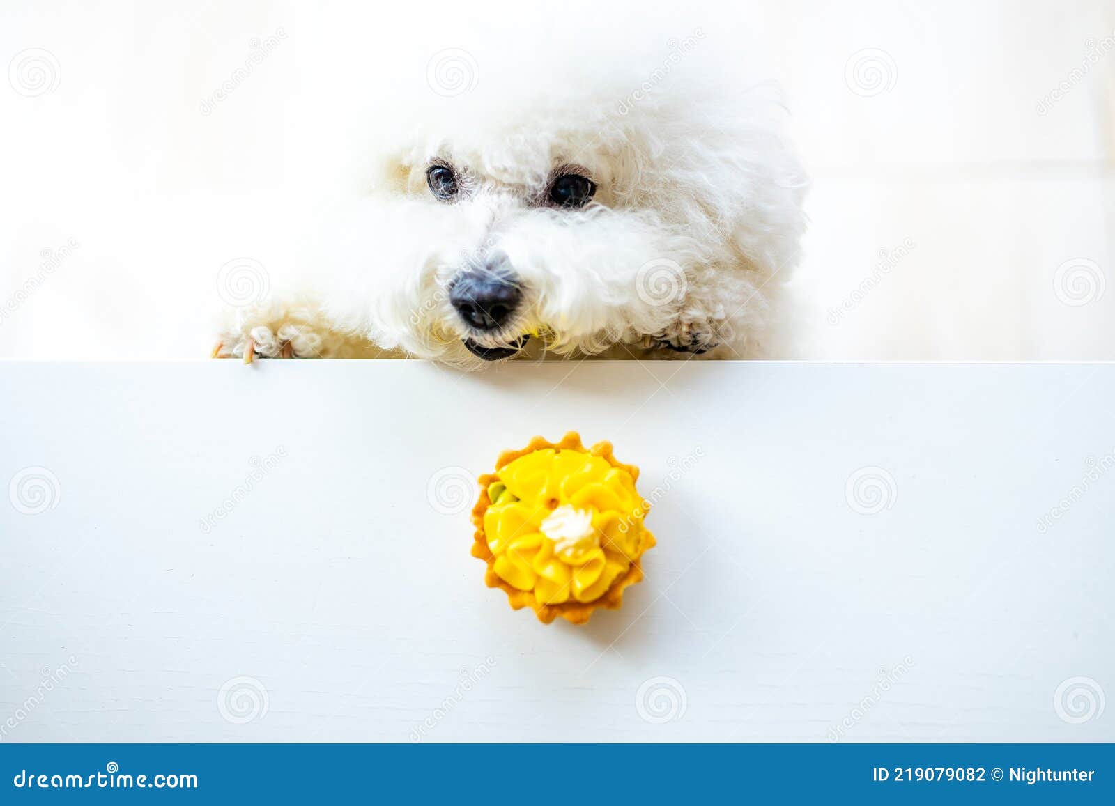 What Human Food Can Bichon Frise Eat