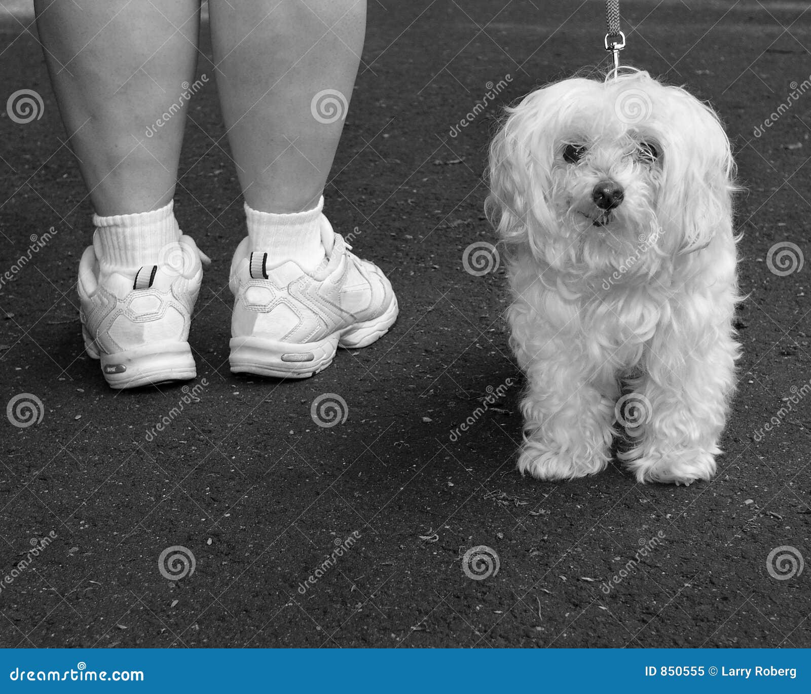 White dog on a walk stock image. Image of white, black - 850555