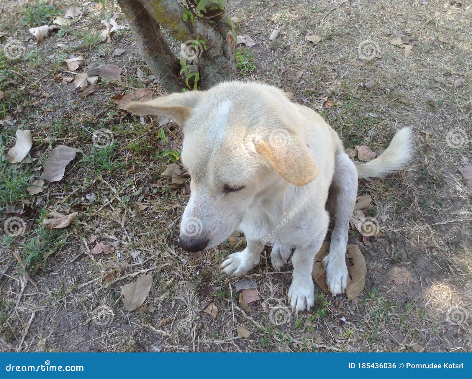 The White Dog Sit Under the Tree Stock Photo - Image of look, adorable ...