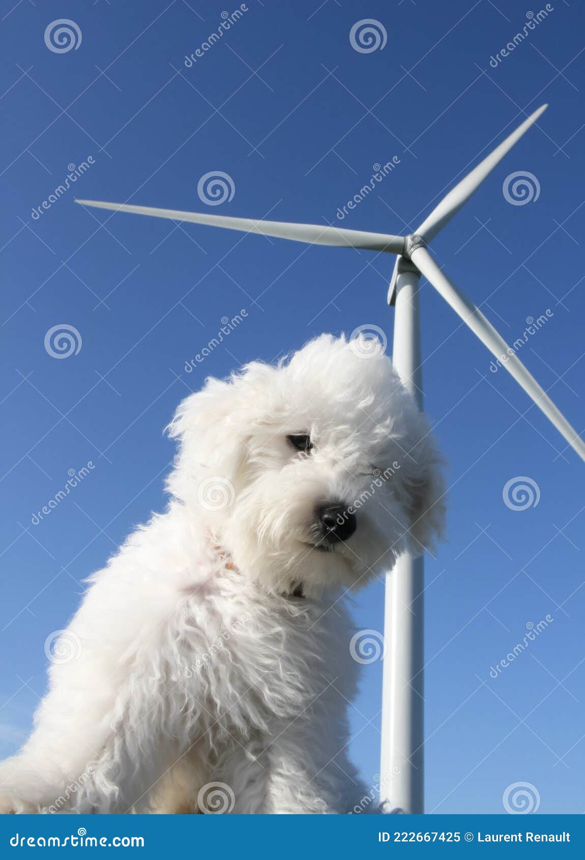 White Dog with Wind Turbine in the Background Stock Image - Image of ...