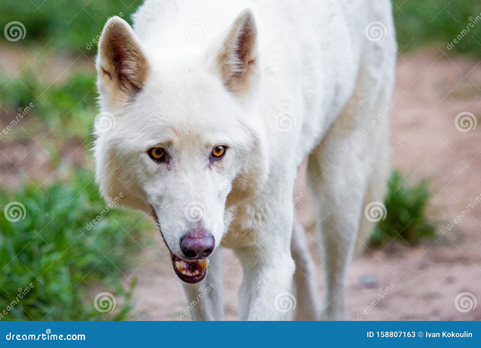 White Dog Wolf Breed Shepherd Alone at Day Stock Image - Image of ...