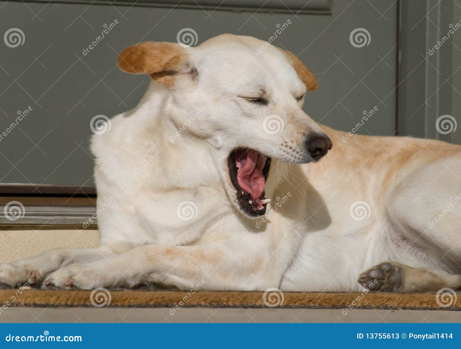 White Dog Yawning stock image. Image of outdoors, growling - 13755613