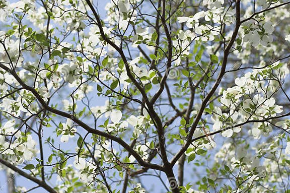 White Dogwood Tree stock photo. Image of leaves, springtime - 2200146
