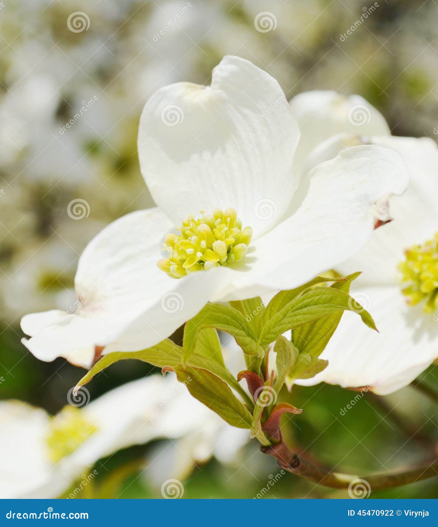 White dogwood tree flowers stock photo. Image of leaves - 45470922