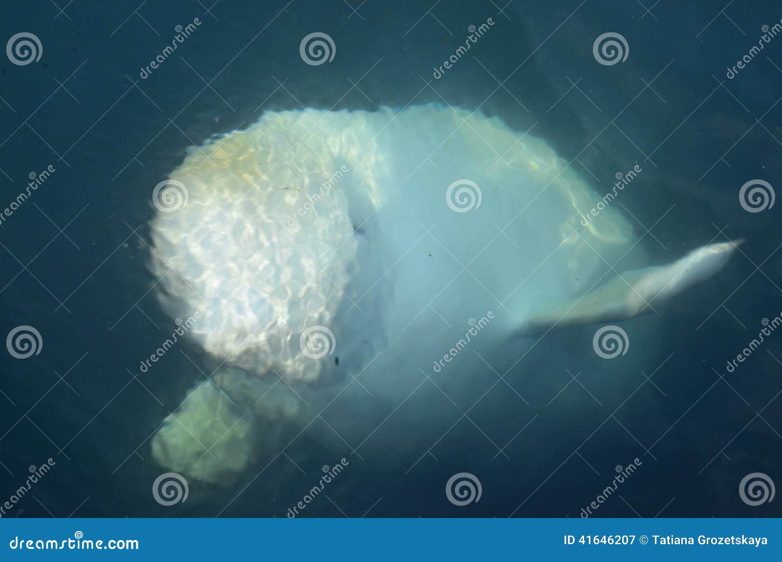 Blue Beluga Sturgeon Stock Photography | CartoonDealer.com #22204640