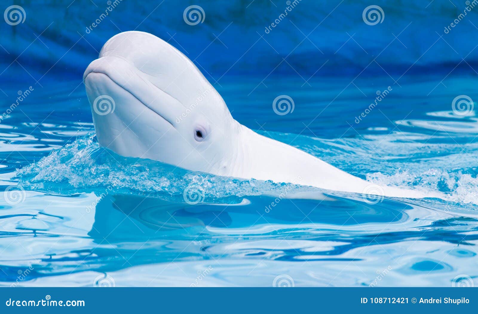 Albino Dolphin