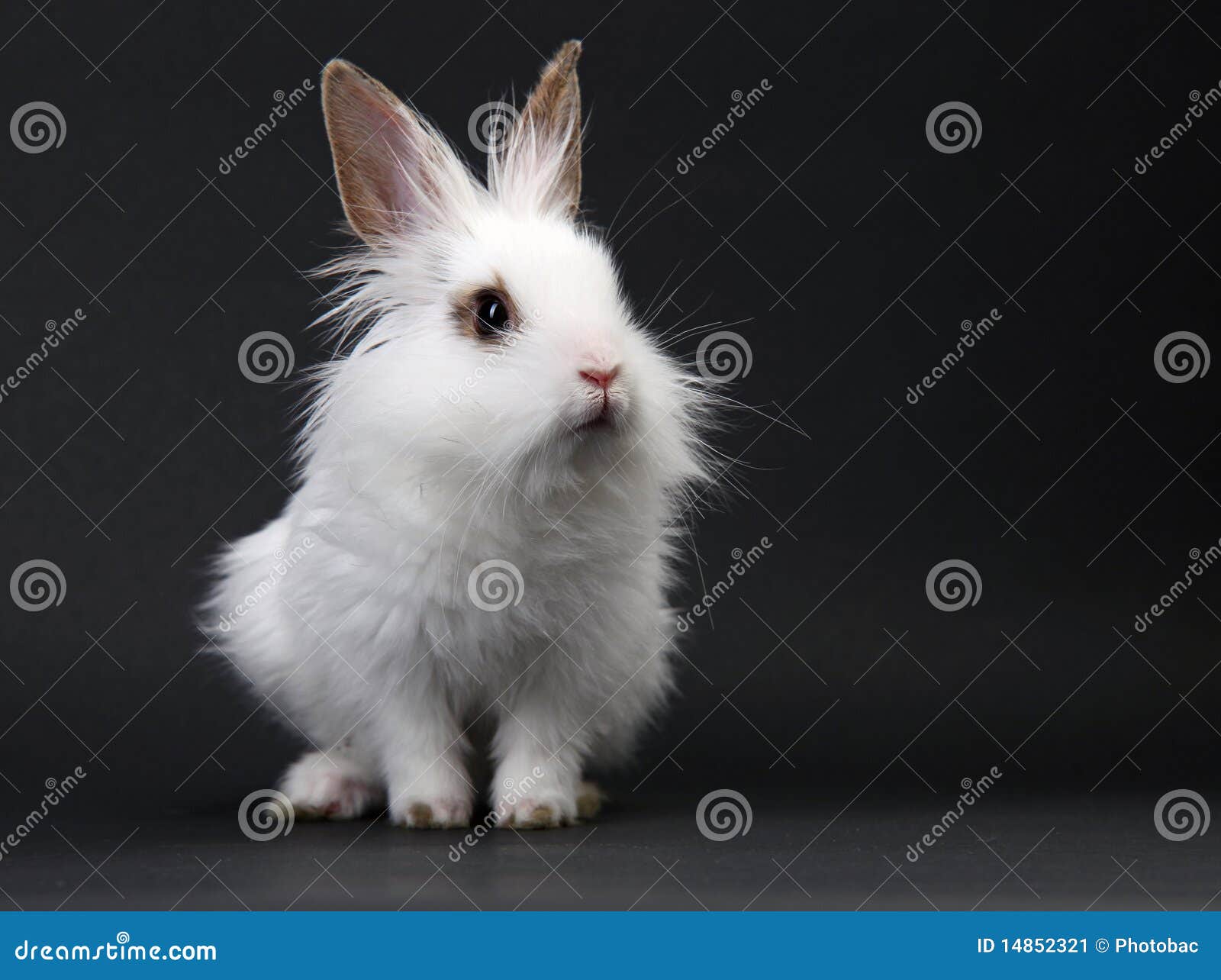 White Domestic Baby-rabbit Stock Image - Image: 14852321