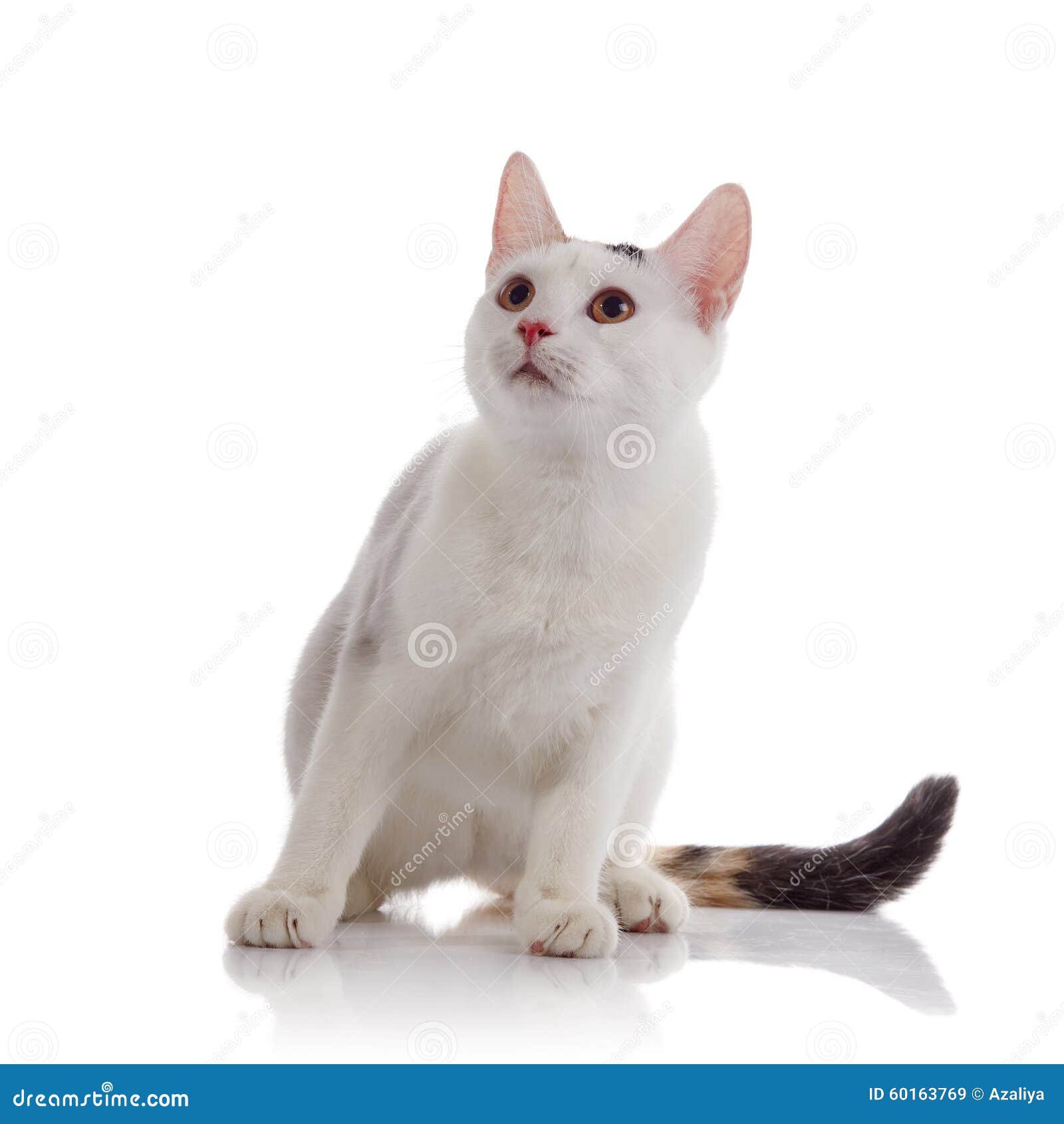 White Domestic Cat with a Multi-colored Striped Tail Stock Image ...