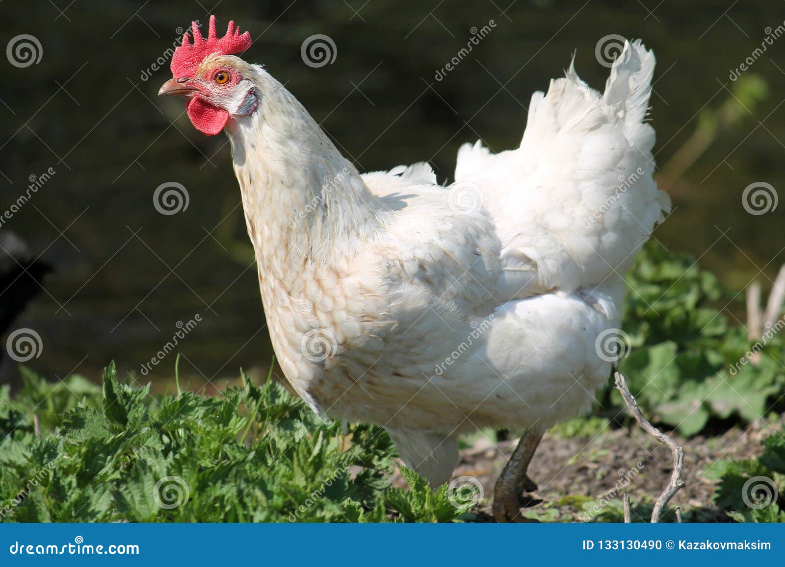 White Domestic Chicken with Red Comb Stock Photo - Image of summer ...
