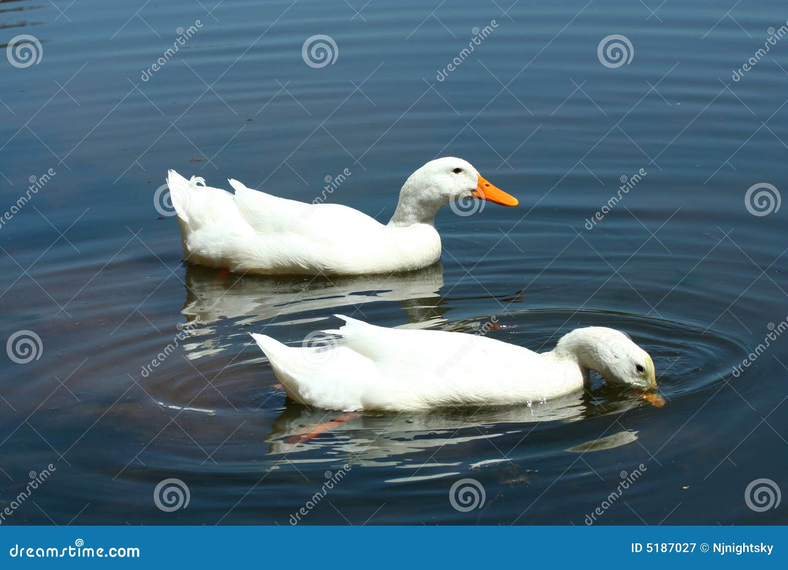 White Domestic Ducks in a Pond Stock Image - Image of mallard, duck ...