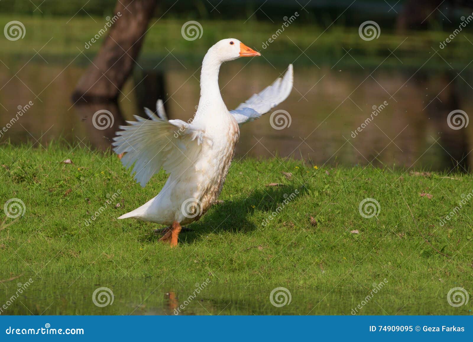 White Domestic Goose Take-off Stock Image - Image of white, portrait ...