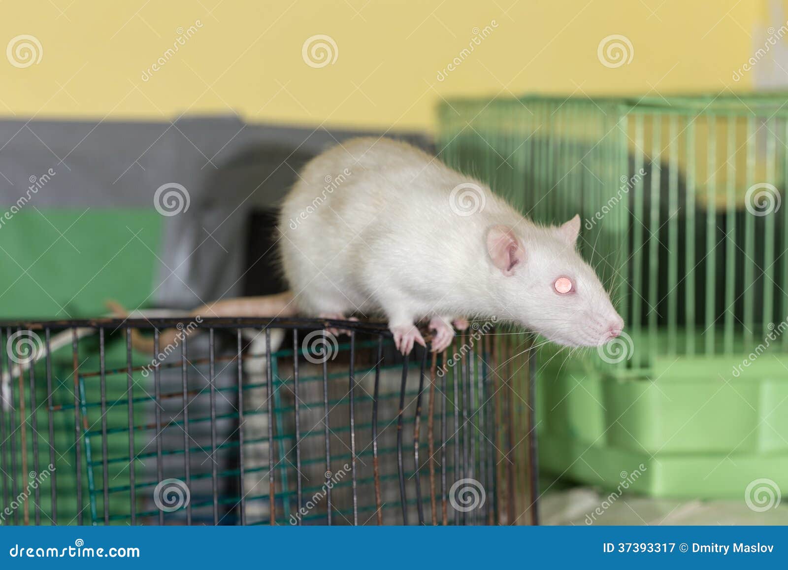 White domestic rat stock image. Image of snout, indoors - 37393317