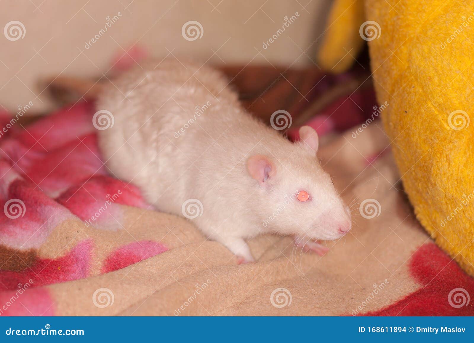 White domestic rat closeup stock photo. Image of mammal - 168611894