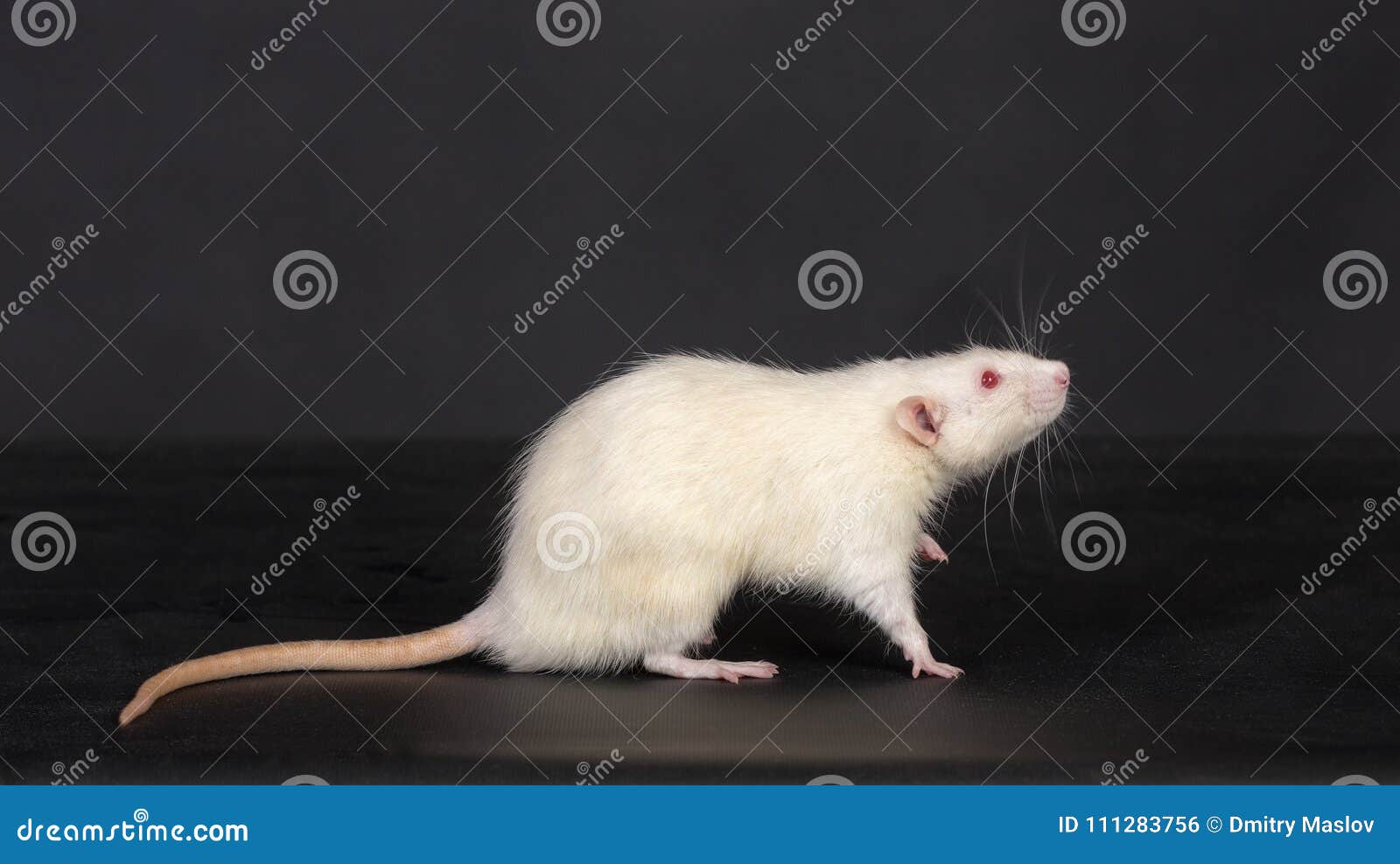 White domestic rat stock photo. Image of animals, backgrounds - 111283756