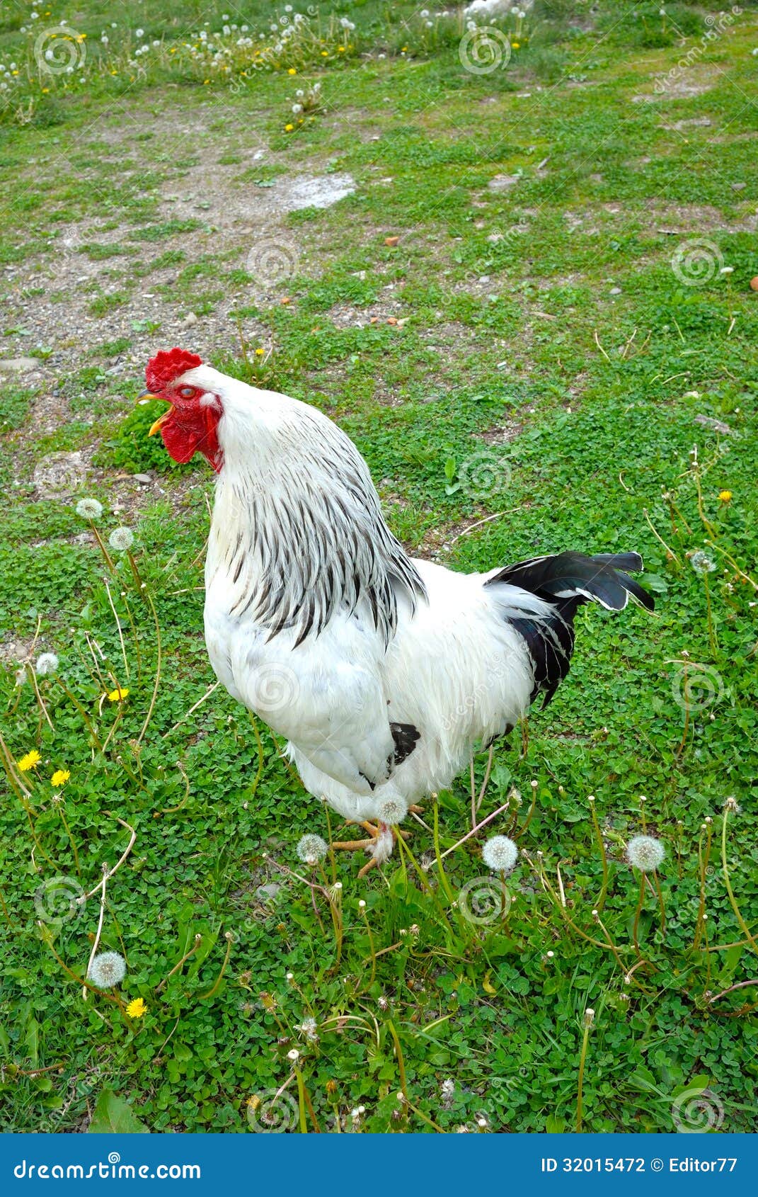White rooster stock photo. Image of peck, meat, pasture - 32015472