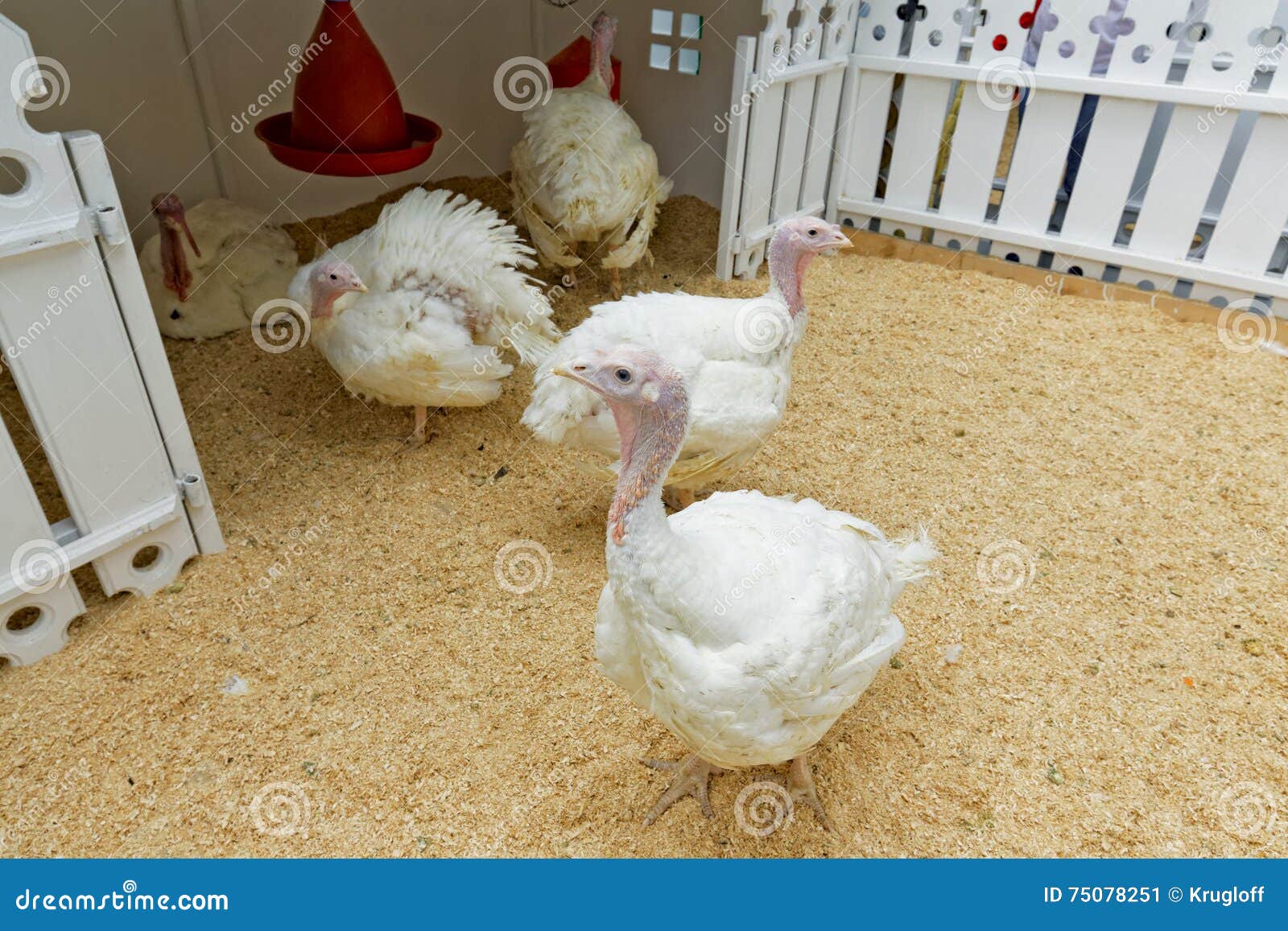 White domestic turkeys stock image. Image of healthy - 75078251