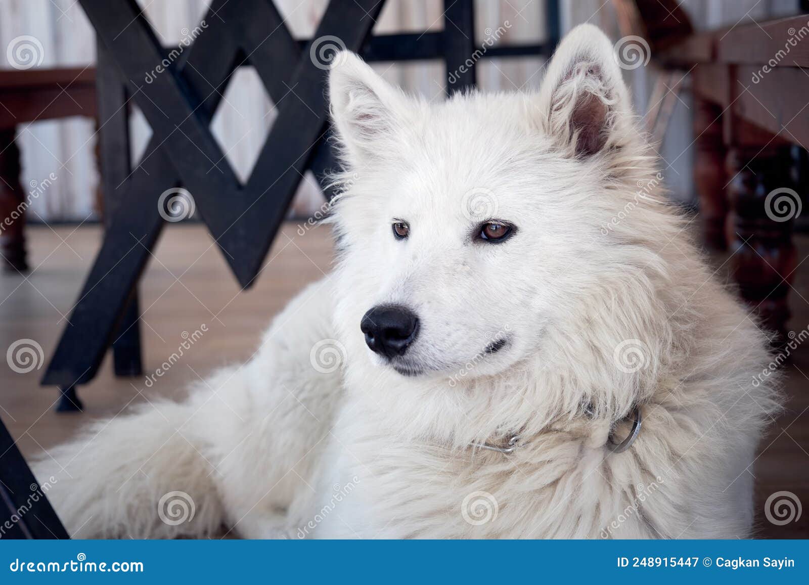 White Domesticated Arctic Wolf Lying Down and Resting on the Floor ...
