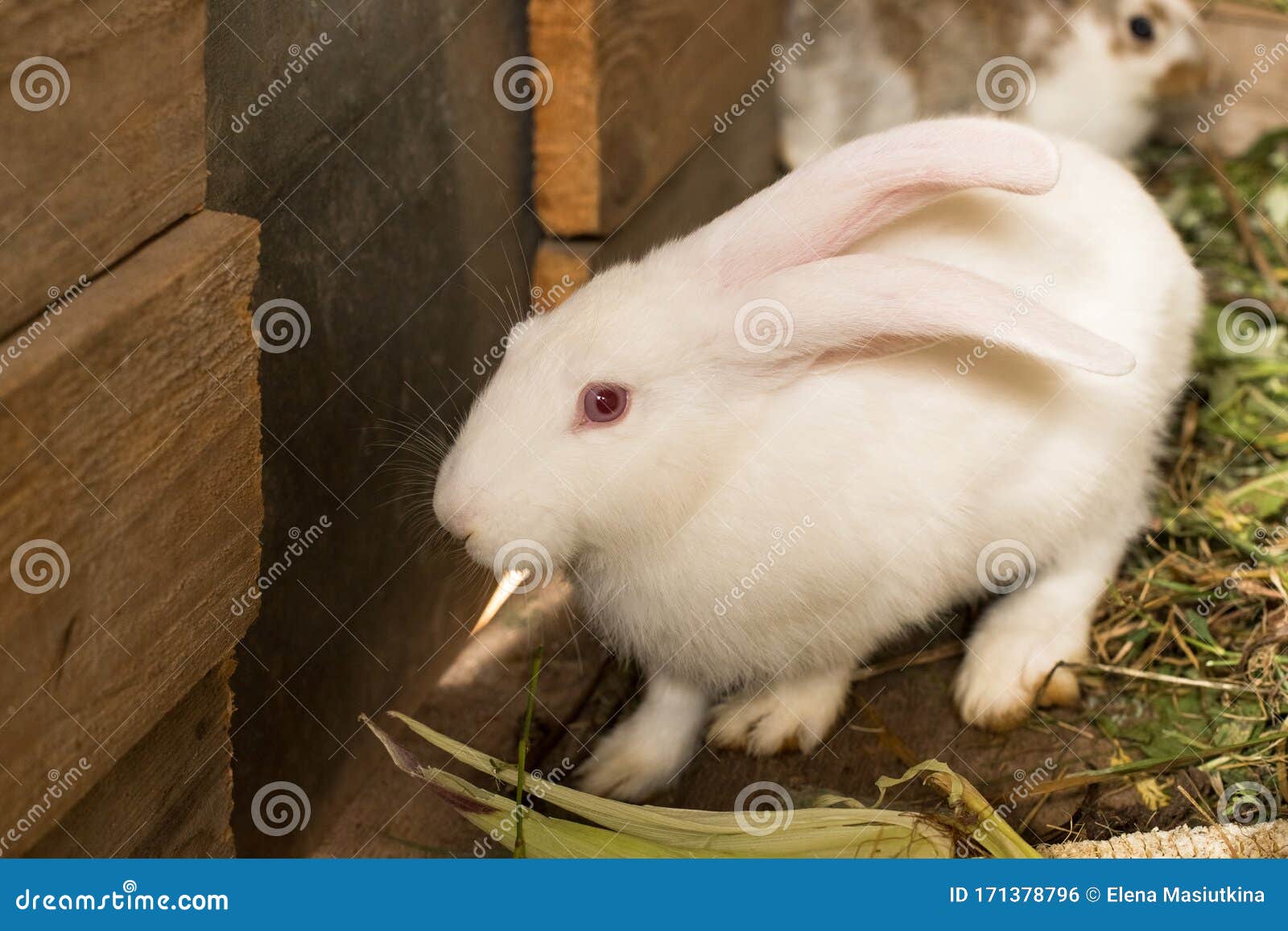 White Domesticated Rabbit in Polyface Farm Stock Photo - Image of ...