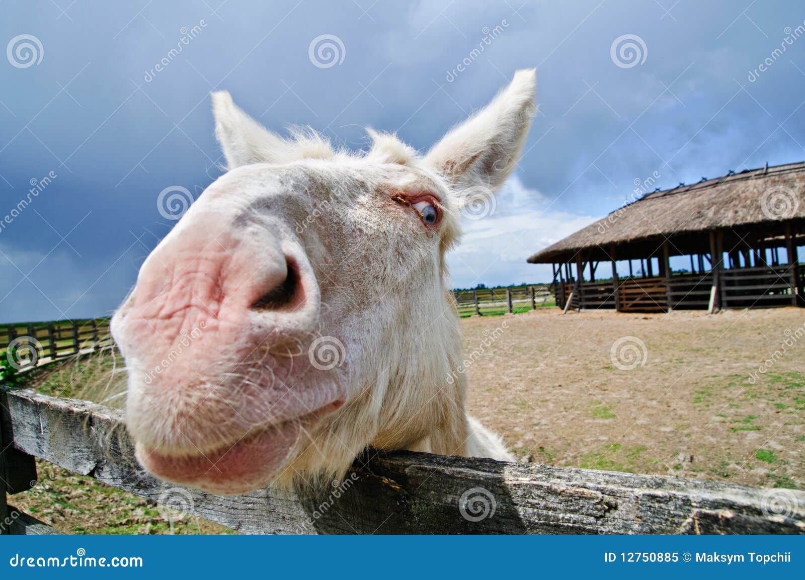 White donkey stock image. Image of cute, mule, care, animal - 12750885