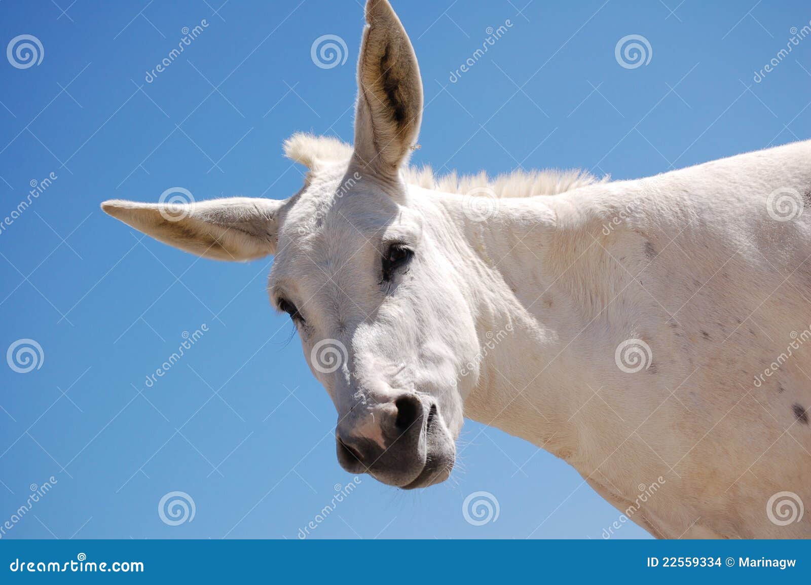 White Donkey stock photo. Image of funny, donkey, looking - 22559334