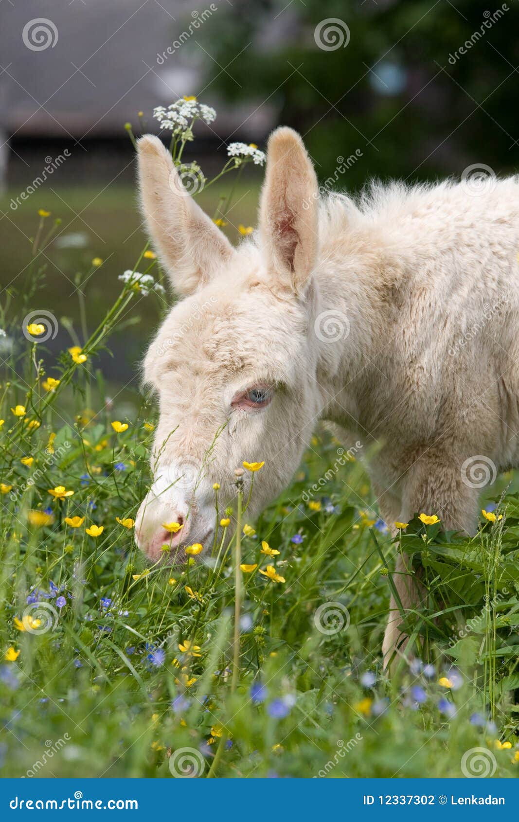 White donkey foal stock photo. Image of curiosity, rarity - 12337302