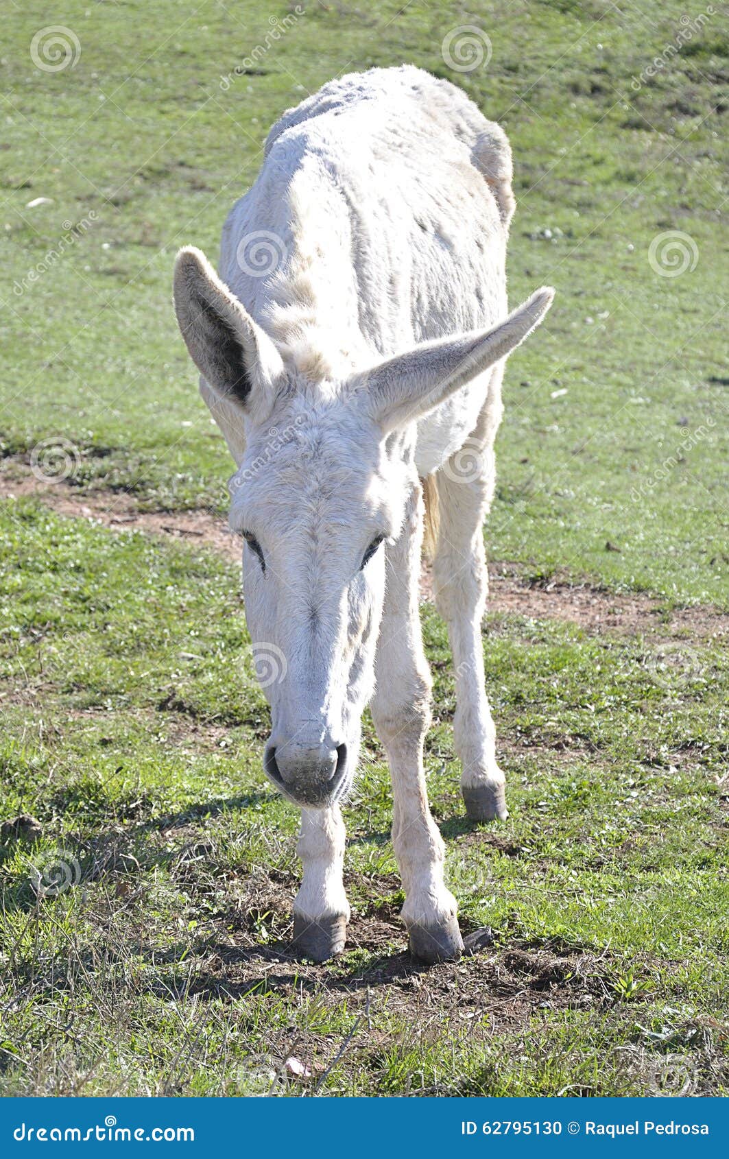 White donkey stock photo. Image of working, animal, livestock - 62795130