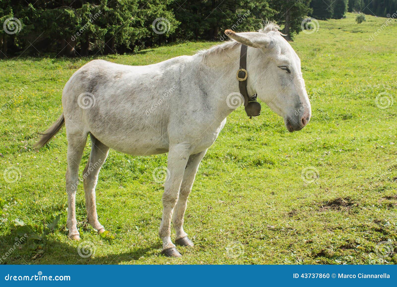 White donkey stock photo. Image of rural, equine, mammal - 43737860