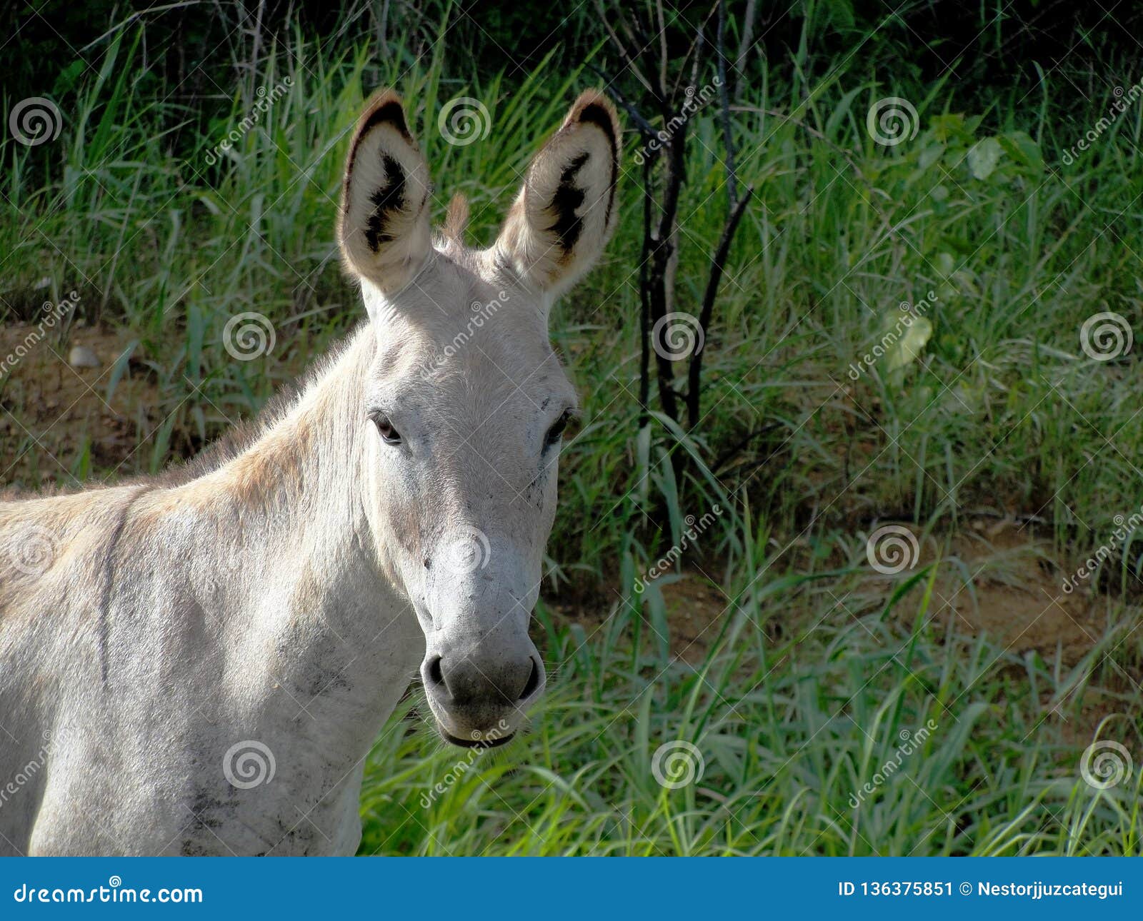 White donkey stock image. Image of animals, donkey, animal - 136375851