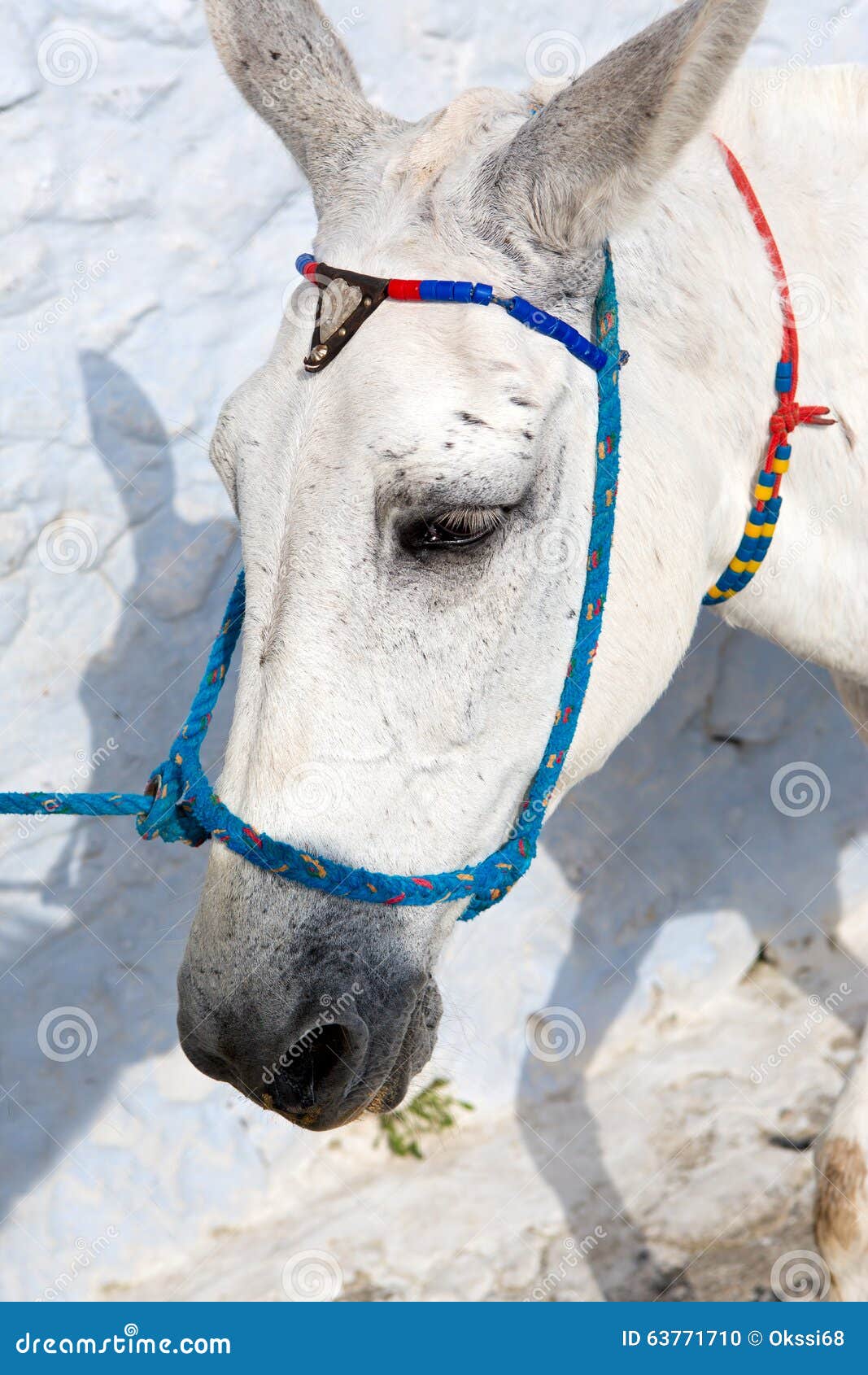 White donkey stock photo. Image of pets, cute, animal - 63771710