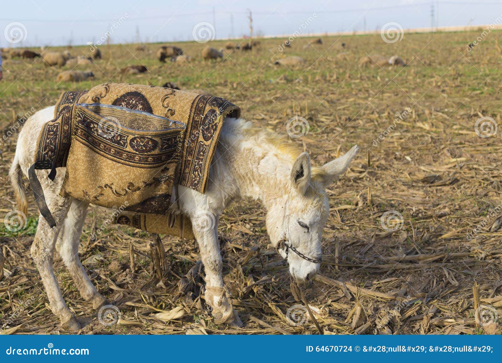 White donkey stock photo. Image of land, winter, desert - 64670724