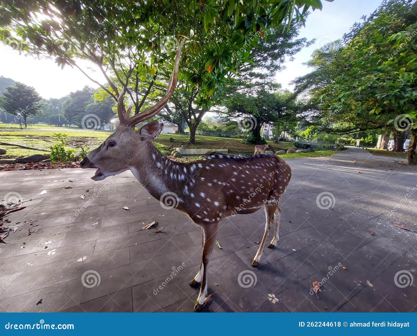 A White Dot Deer in the Garden Stock Photo - Image of horn, safari ...