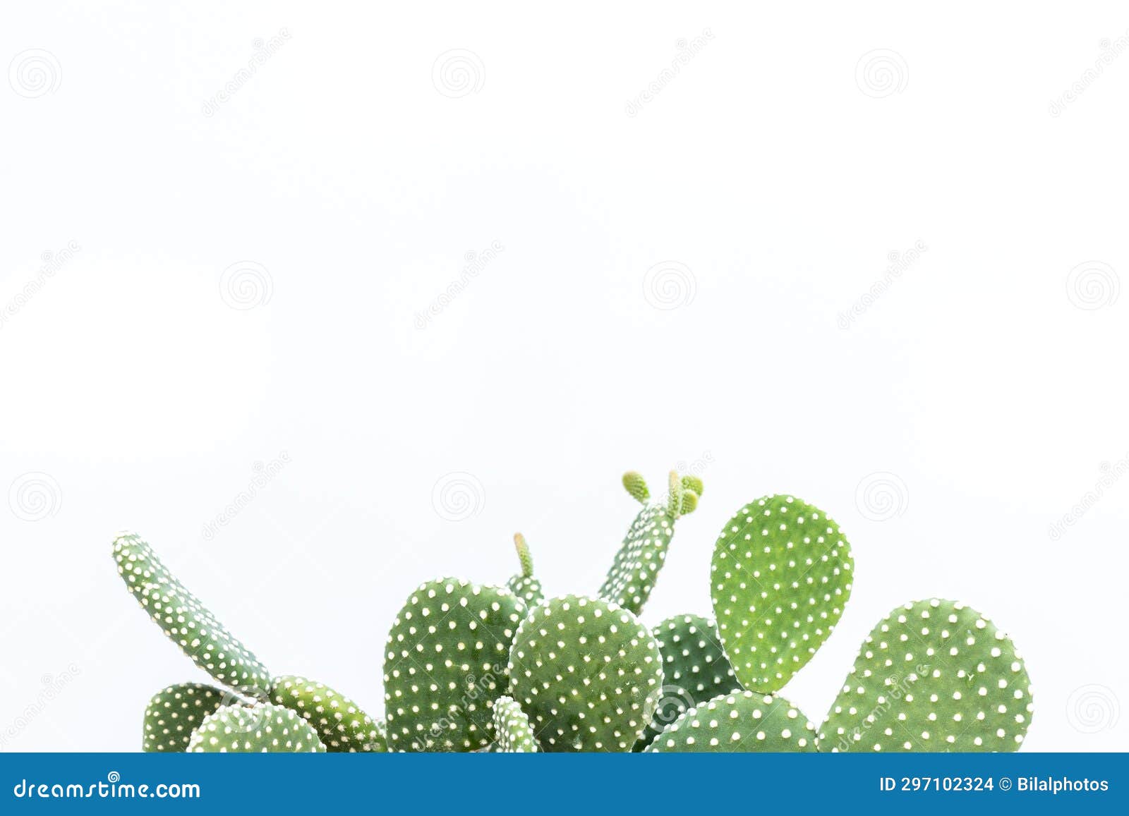 White Dots Opuntia Microdasys Prickly Pear Cactus with Blank Space for ...