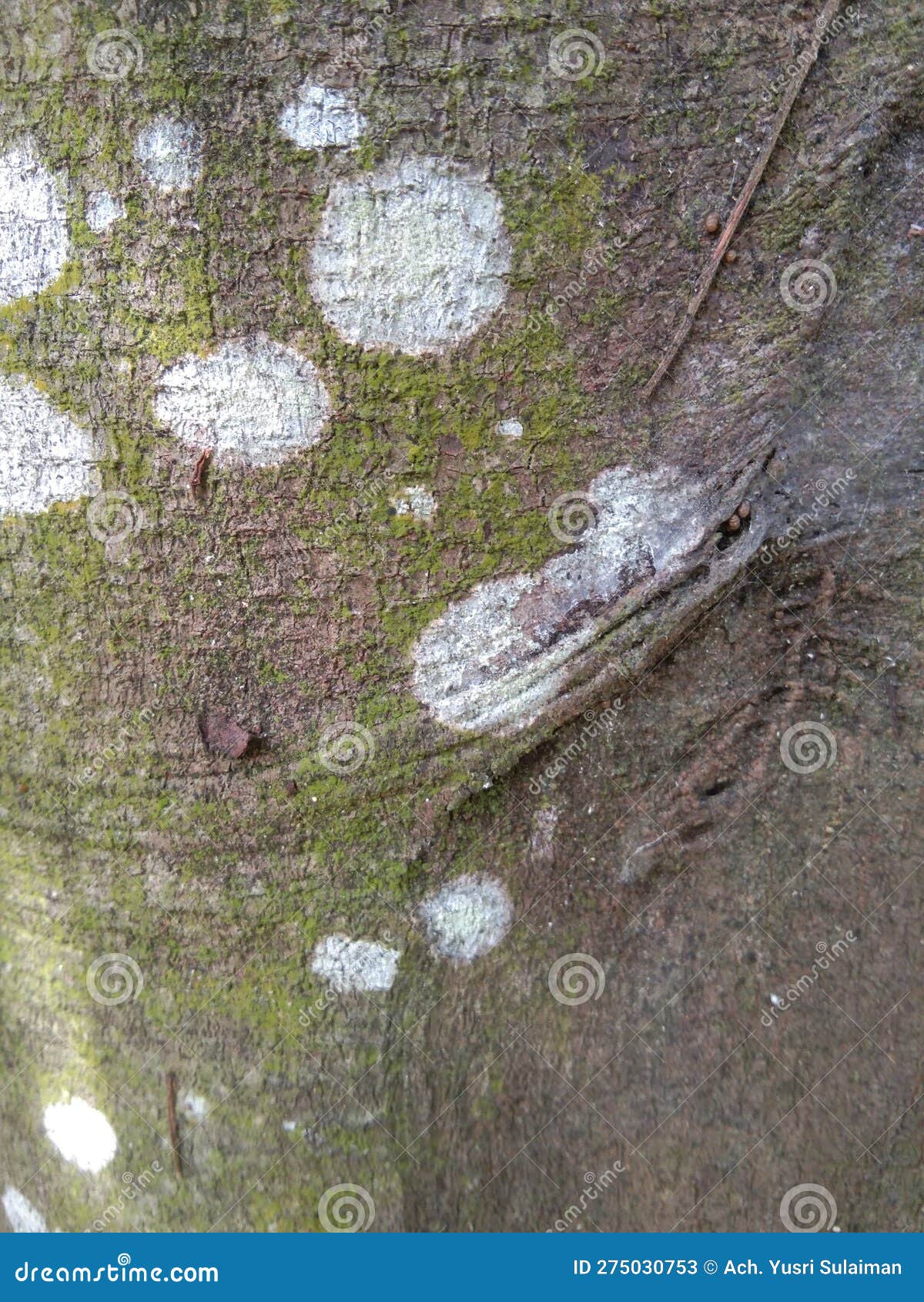 White Dots on Tree Bark Fibers. Stock Image - Image of plant, nature ...