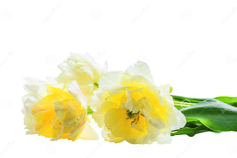 White Double Tulips on White Background Stock Photo - Image of ...