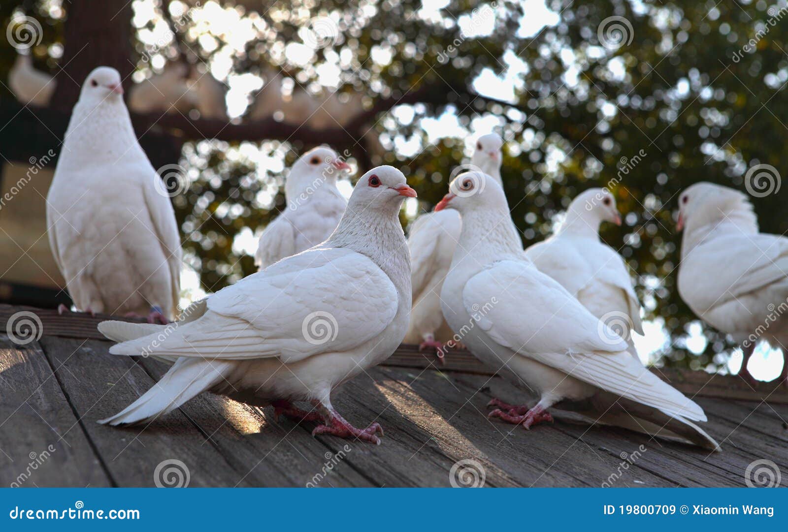 White dove stock image. Image of hope, dove, freedom - 19800709