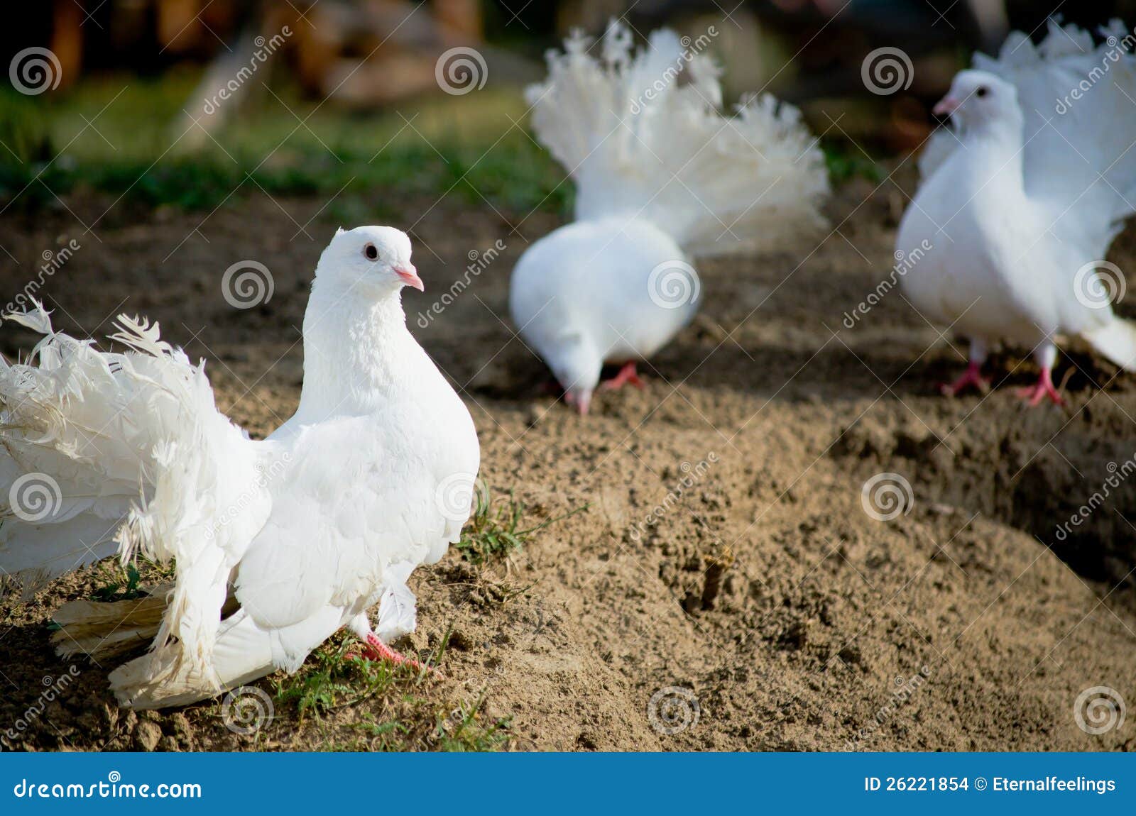 White dove stock photo. Image of happiness, feathers - 26221854