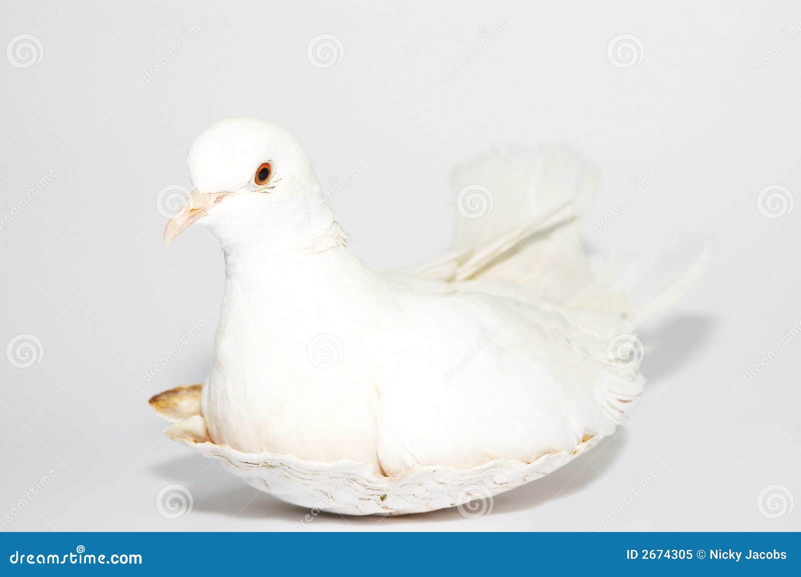 White dove stock image. Image of nature, shell, look, isolated - 2674305