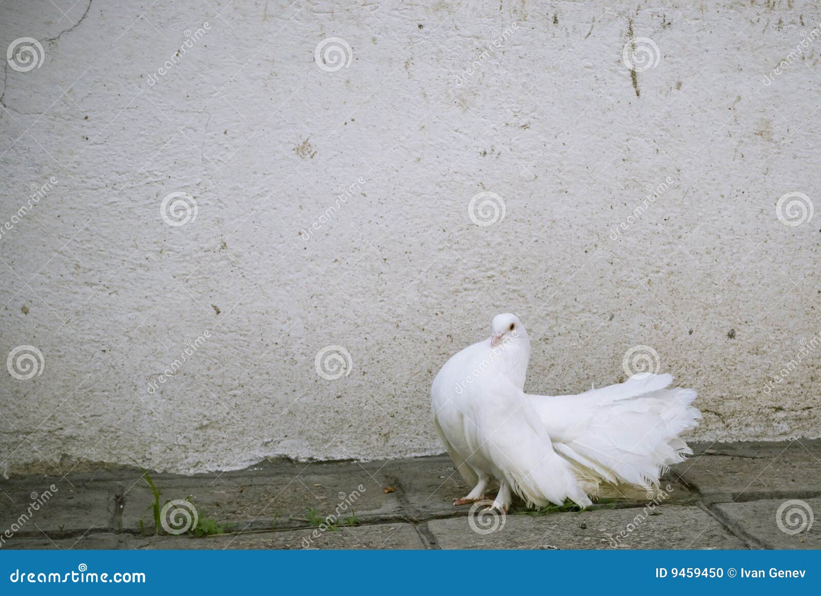 A white dove stock photo. Image of interesting, pigeon - 9459450
