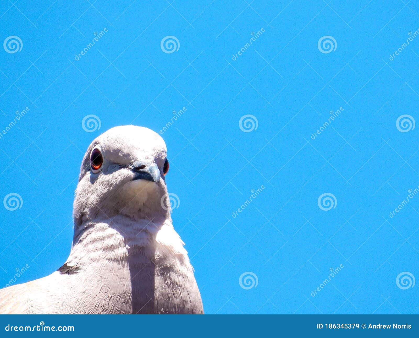 White Dove Above stock image. Image of dove, feather - 186345379