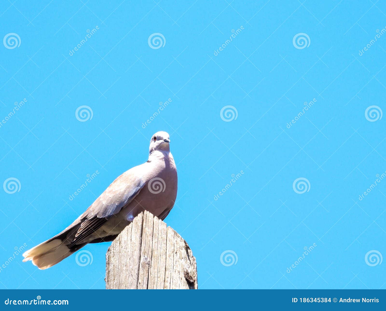 White Dove Above stock photo. Image of purity, single - 186345384