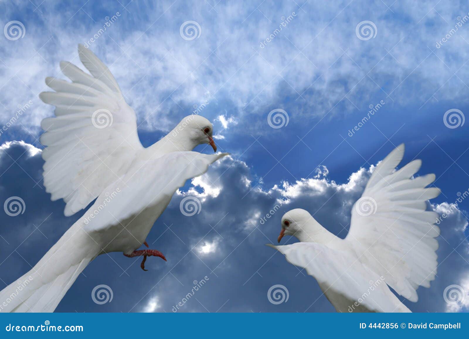 White Dove Against Beautiful Blue Cloudy Sky Stock Photo - Image of ...