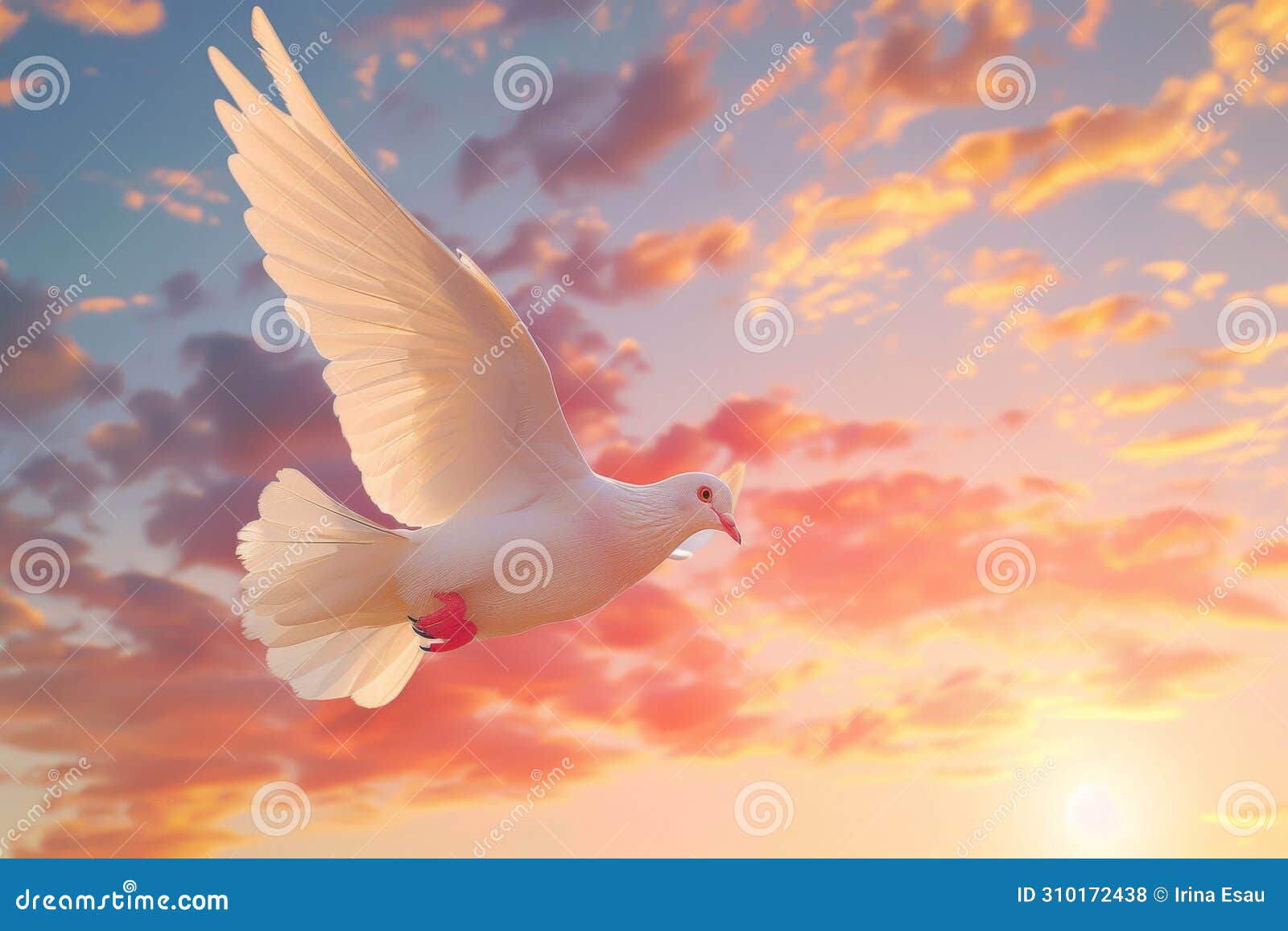 White Dove Against Sunset Sky Stock Photo - Image of sunlight, vibrant ...