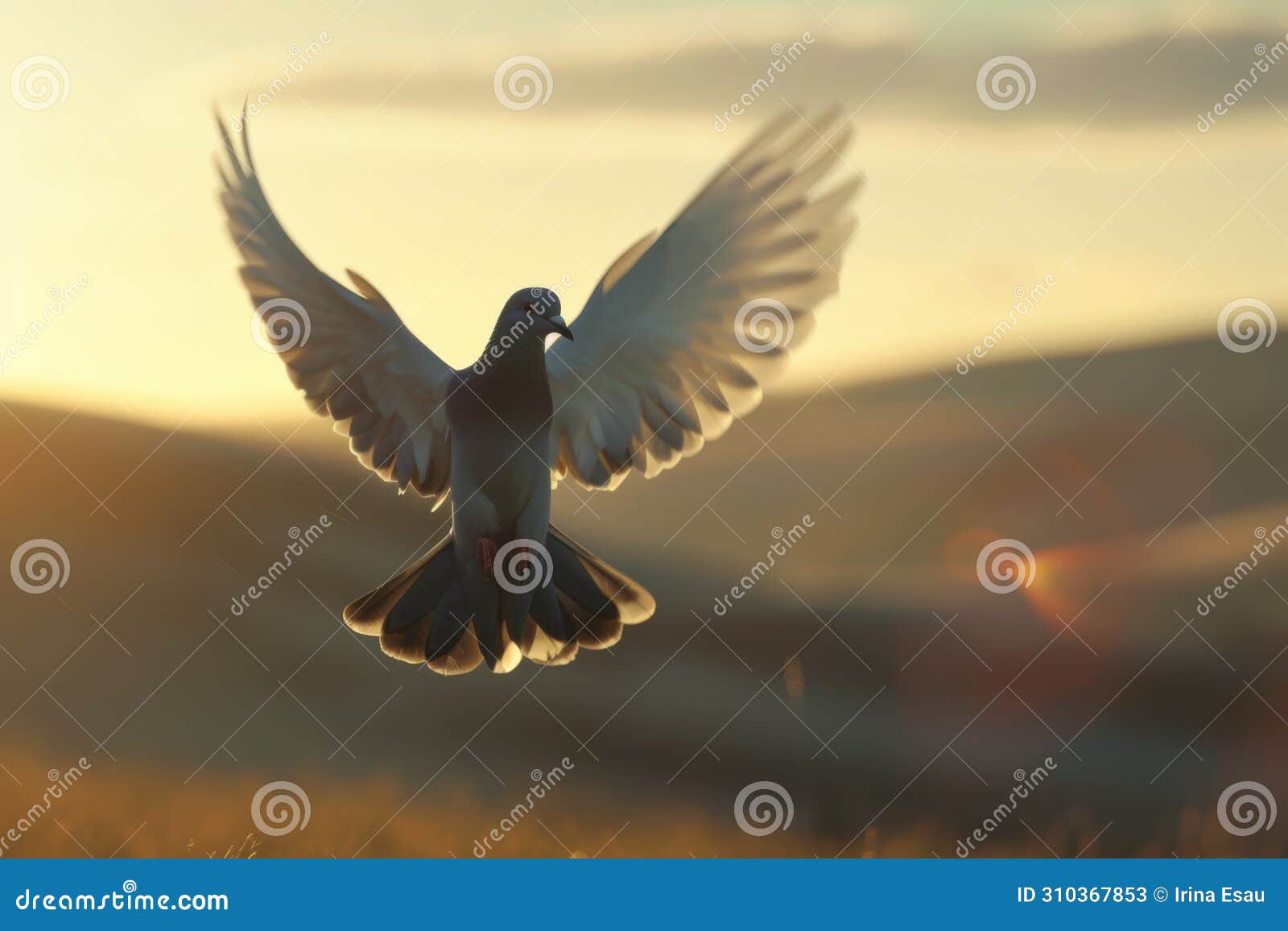 White Dove Against Sunset Sky Stock Image - Image of bird, evening ...
